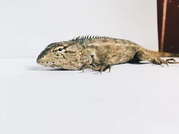 Lizard White Background Stock Photo by ©Reezky11 317947160