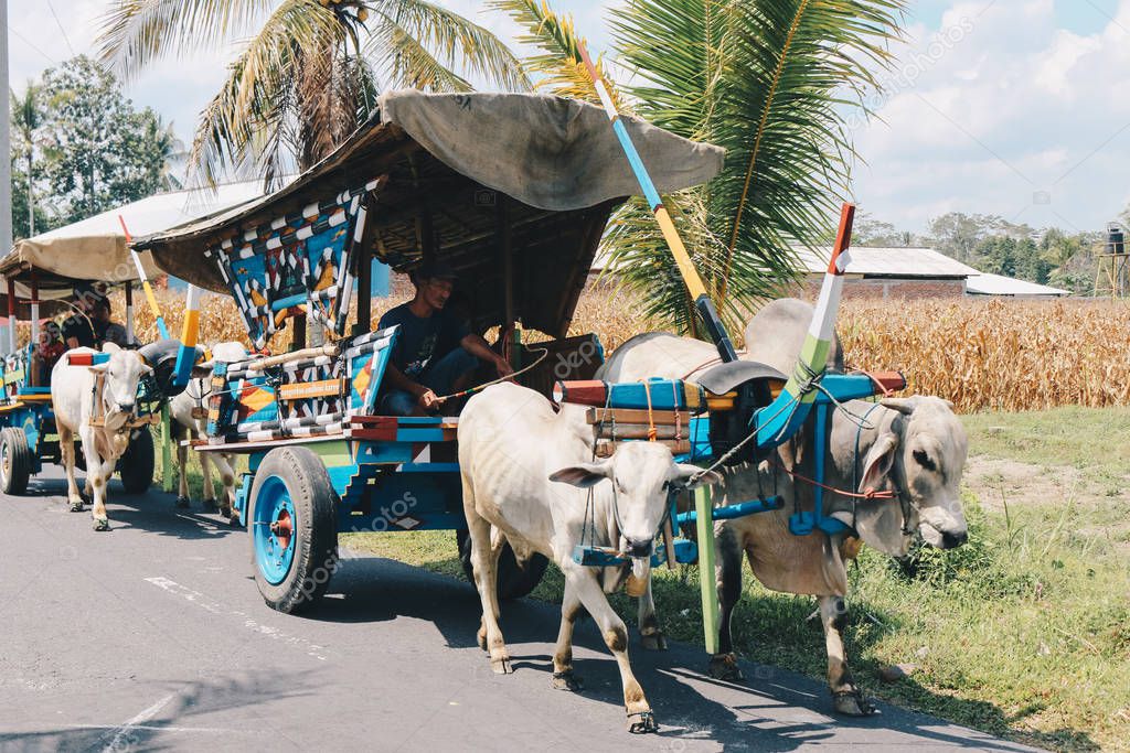 Yogyakarta, Indonesia - Noviembre, 2019: Gerobak Sapi con bueyes ...