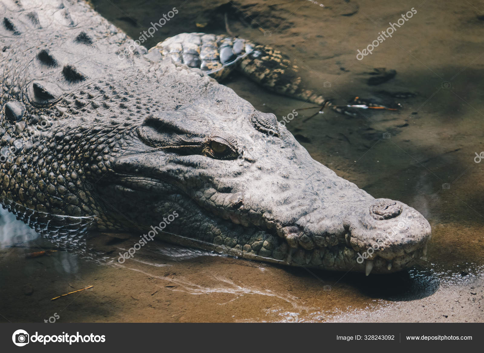 Huge Dangerous Alligator Wildlife Nature — Stock Photo © Reezky11 ...