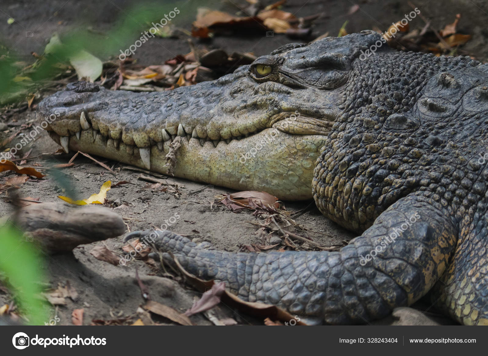 Huge Dangerous Alligator Wildlife Nature Stock Photo by ©Reezky11 328243404