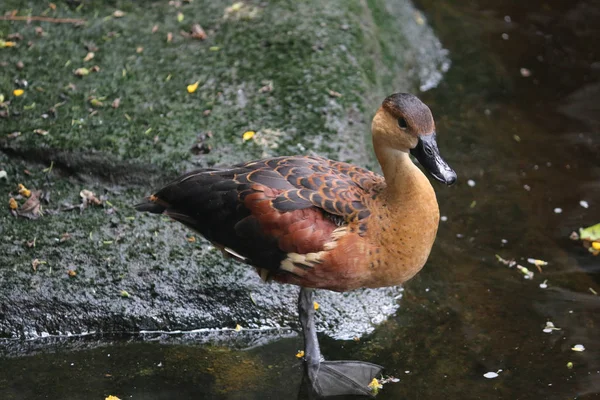 Pato filipino Stock Photos, Royalty Free Pato filipino Images ...