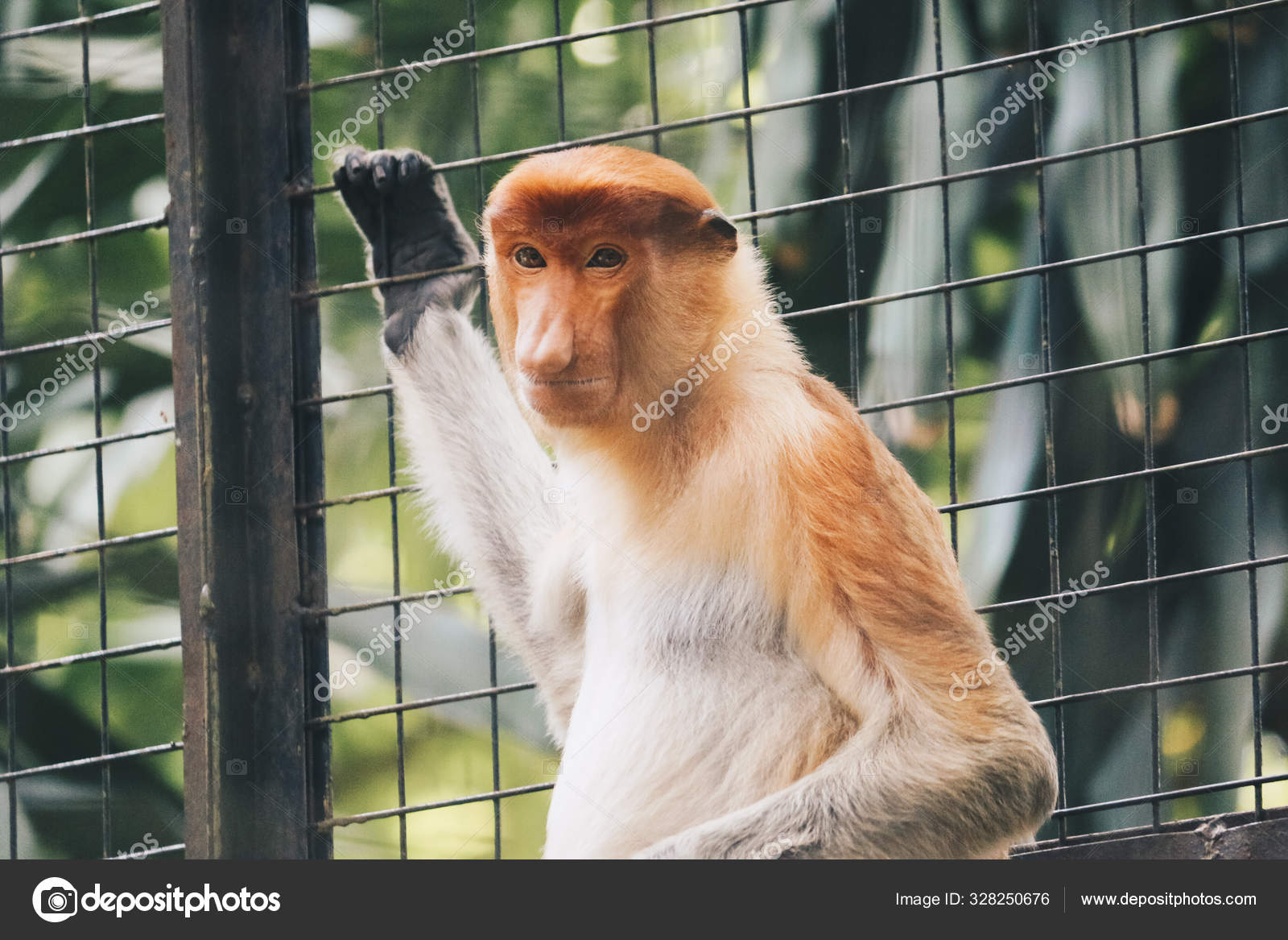 Cute Red Monkey Cage Background Stock Photo by ©Reezky11 328250676