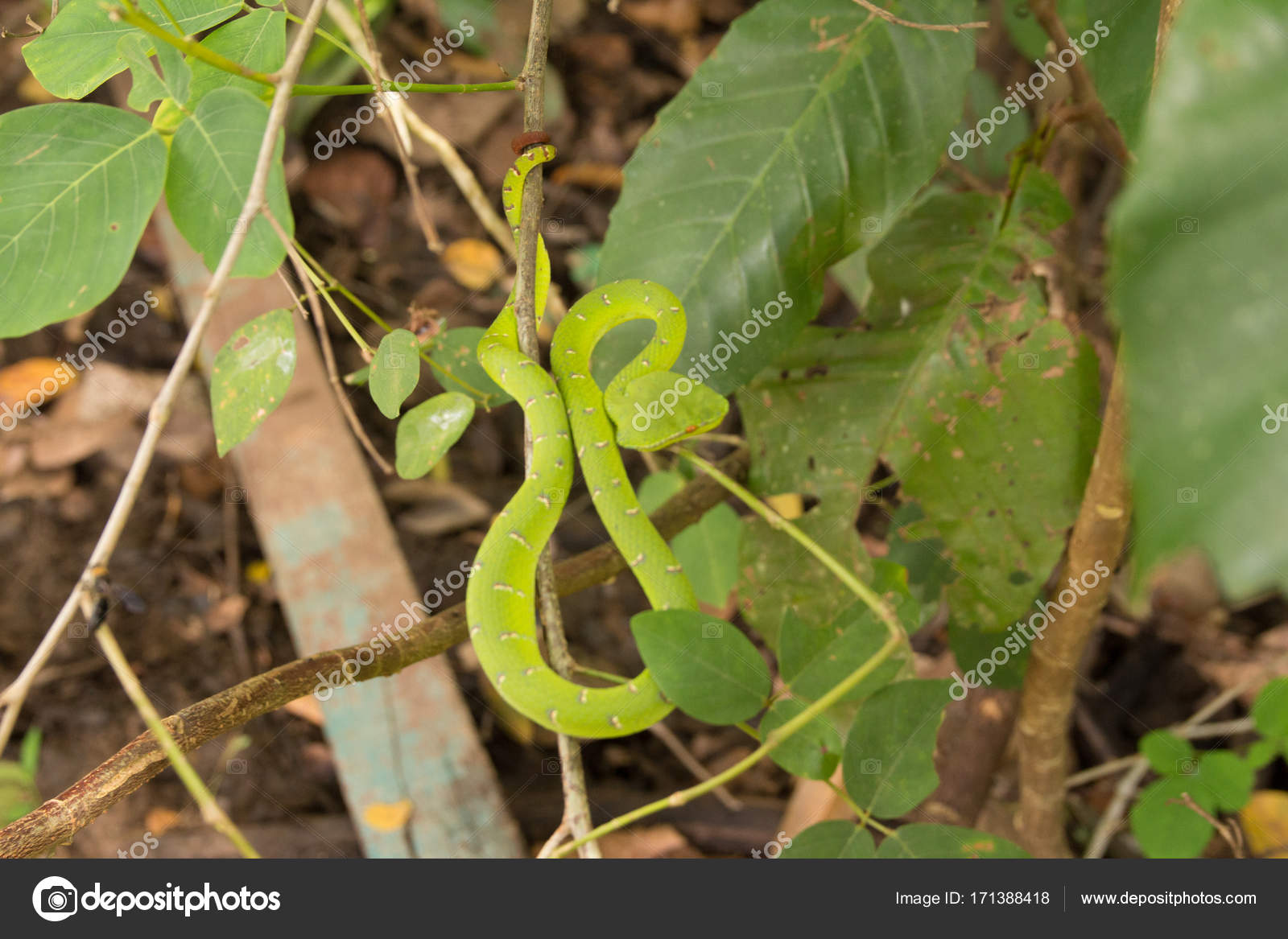 Green Tree Python Morelia Viridis Tree — Stock Photo © para1959 #171388418
