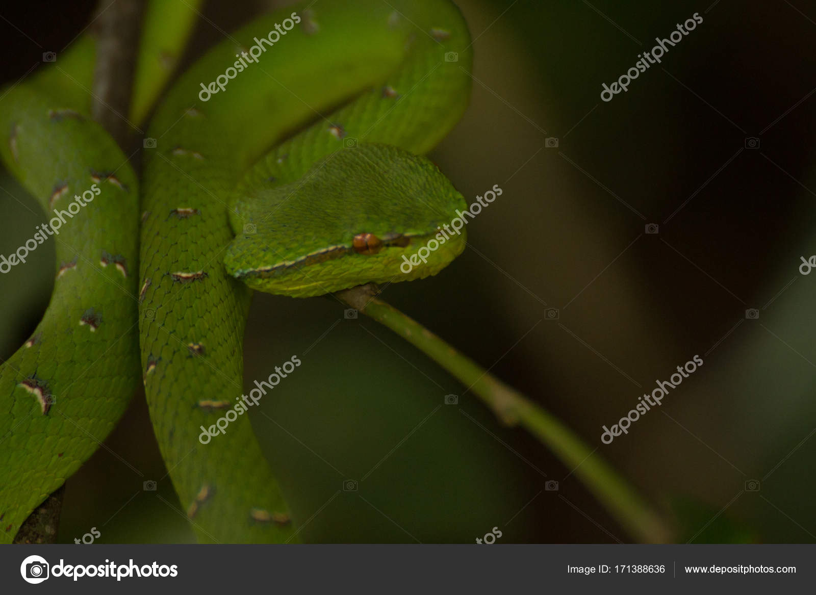 Pitón Verde Del Árbol Morelia Viridis Árbol — Foto de stock #171388636 ...