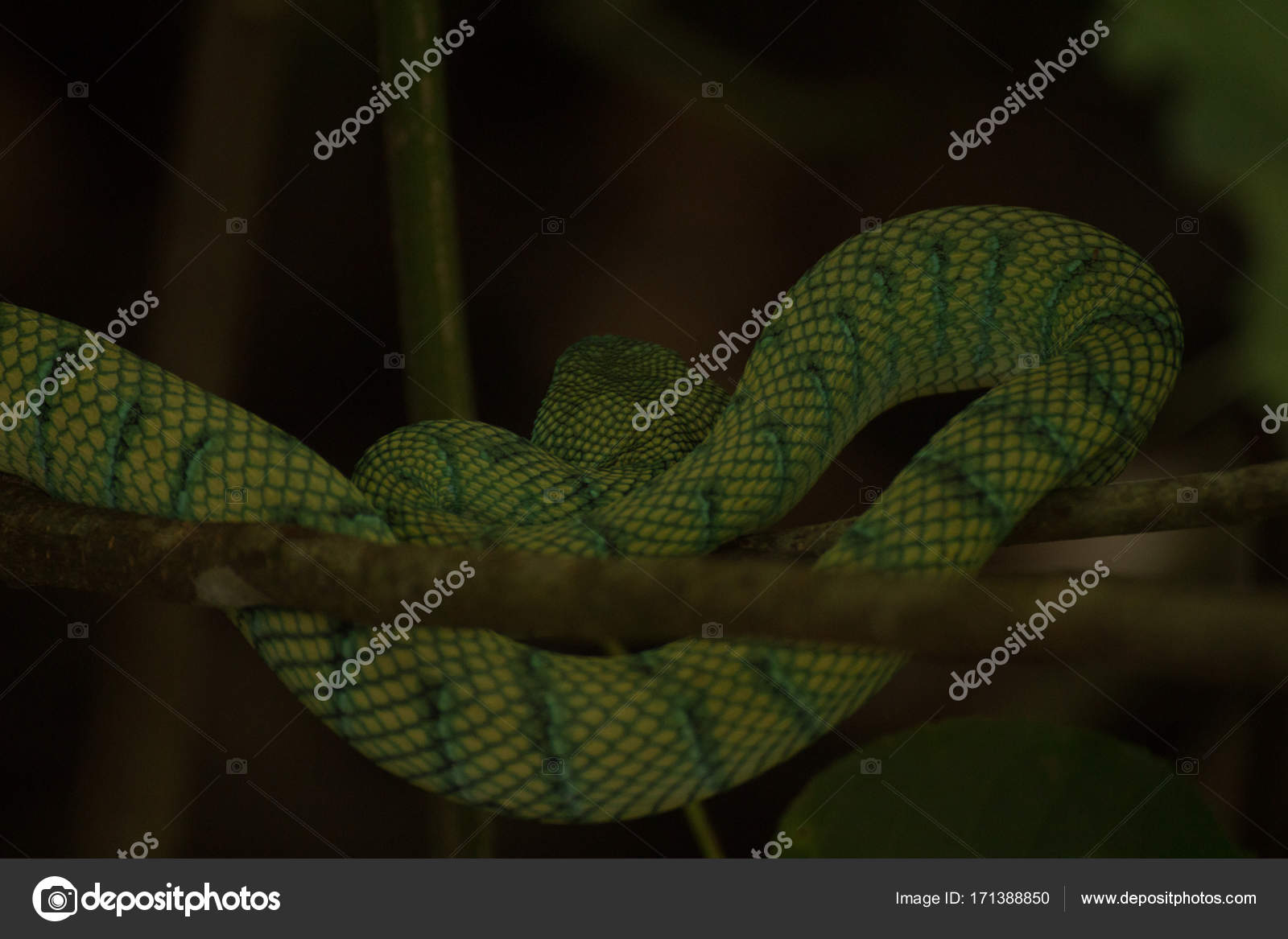 Green Tree Python Morelia Viridis Tree — Stock Photo © para1959 #171388850