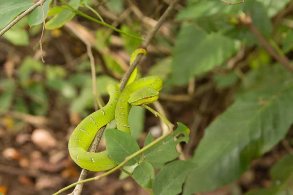 Green Tree Python Morelia Viridis Tree — Stock Photo © para1959 #171388850