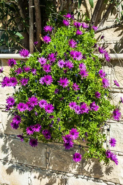 Decorative shrubs and flowers are a traditional decoration of gardens ...