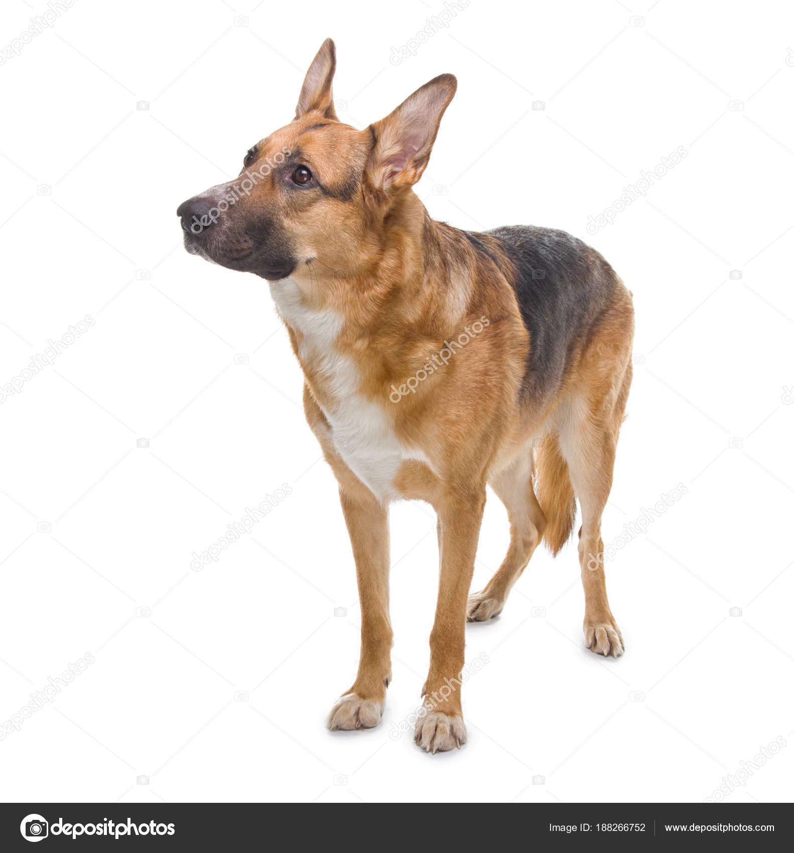 Looking up German shepherd — Stock Photo © ChrisTefme #188266752