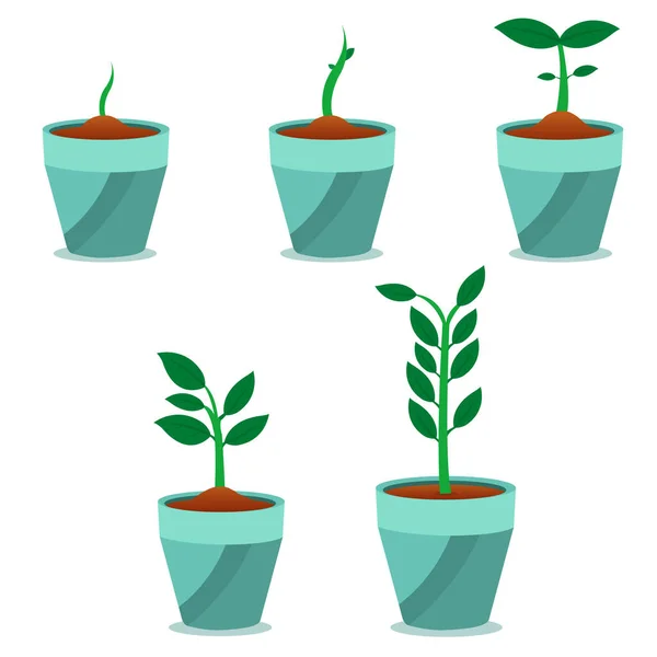 10,400,442 Plant growth cycle Vector Images | Depositphotos
