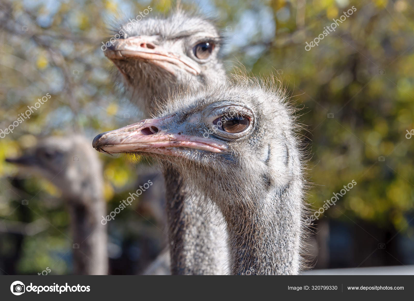 Ostriches on an ostrich farm. — Stock Photo © Oder01 #320799330