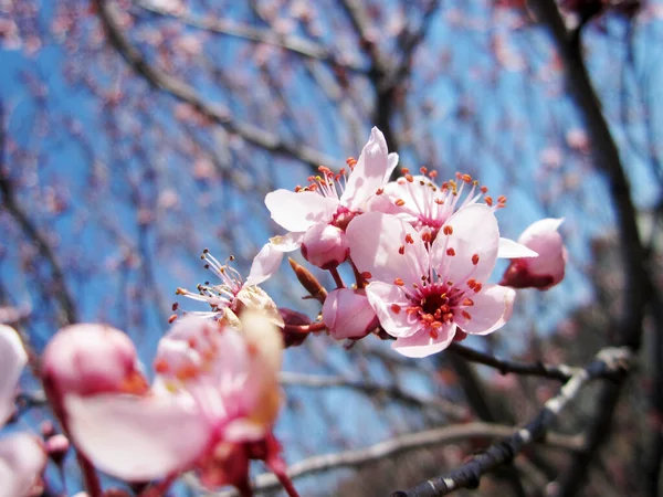 Beautiful pink flowers bloomed on apple tree in early spring in fruit ...