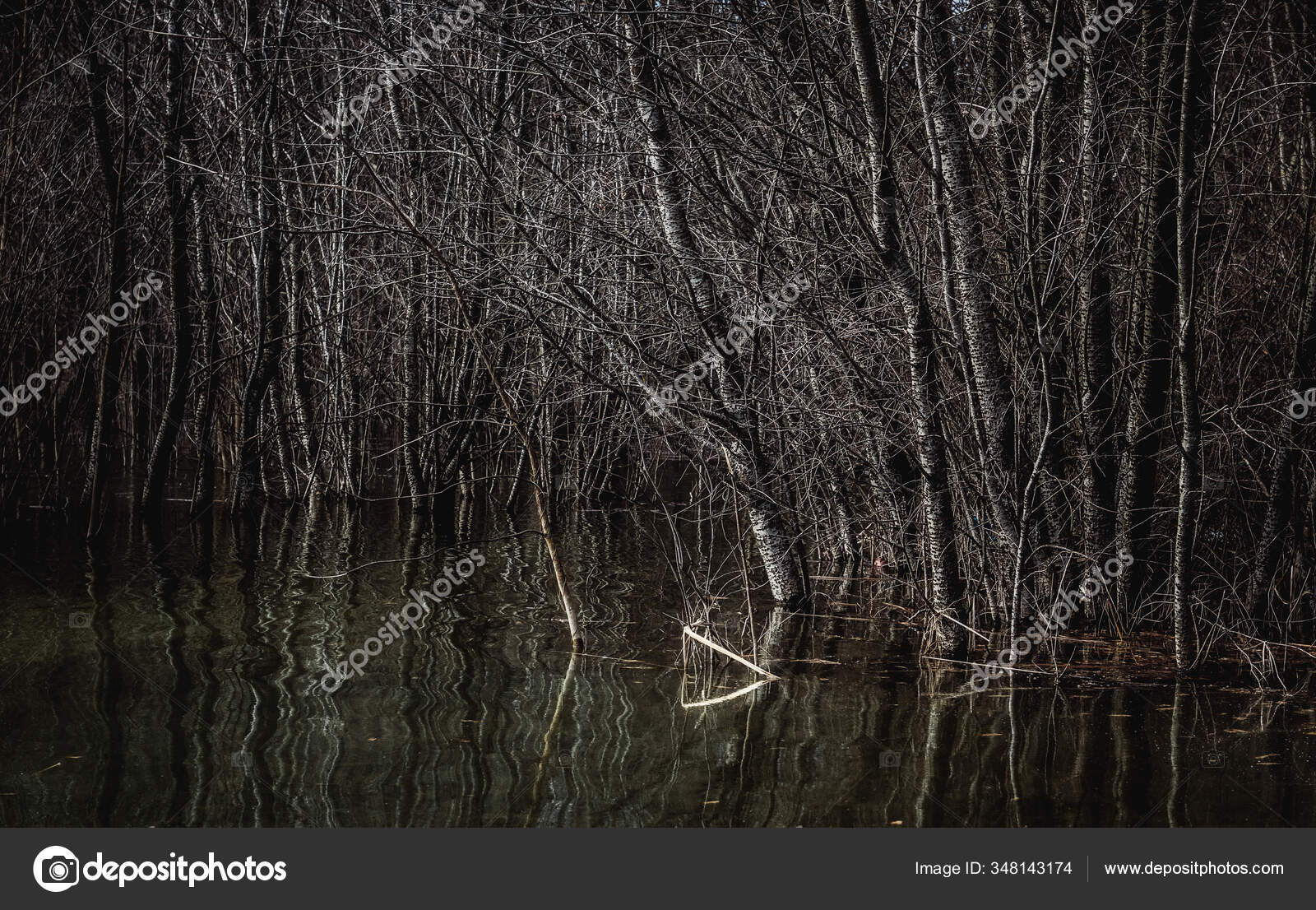 Leafless Trees Stand Swamp Water Early Spring — Stock Photo © Wigandt ...