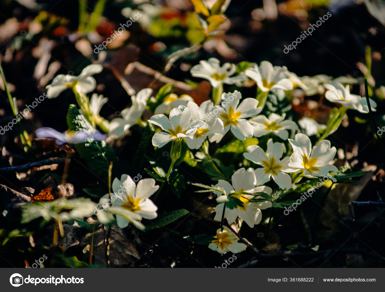 Beautiful Primrose Bush Blossomed Spring Fores — Stock Photo © Wigandt ...