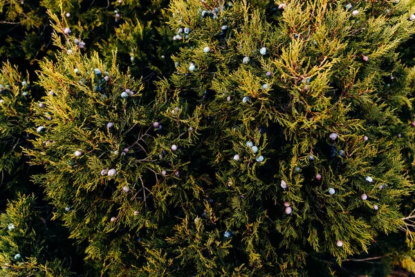 Juniperus tree Stock Photos, Royalty Free Juniperus tree Images ...