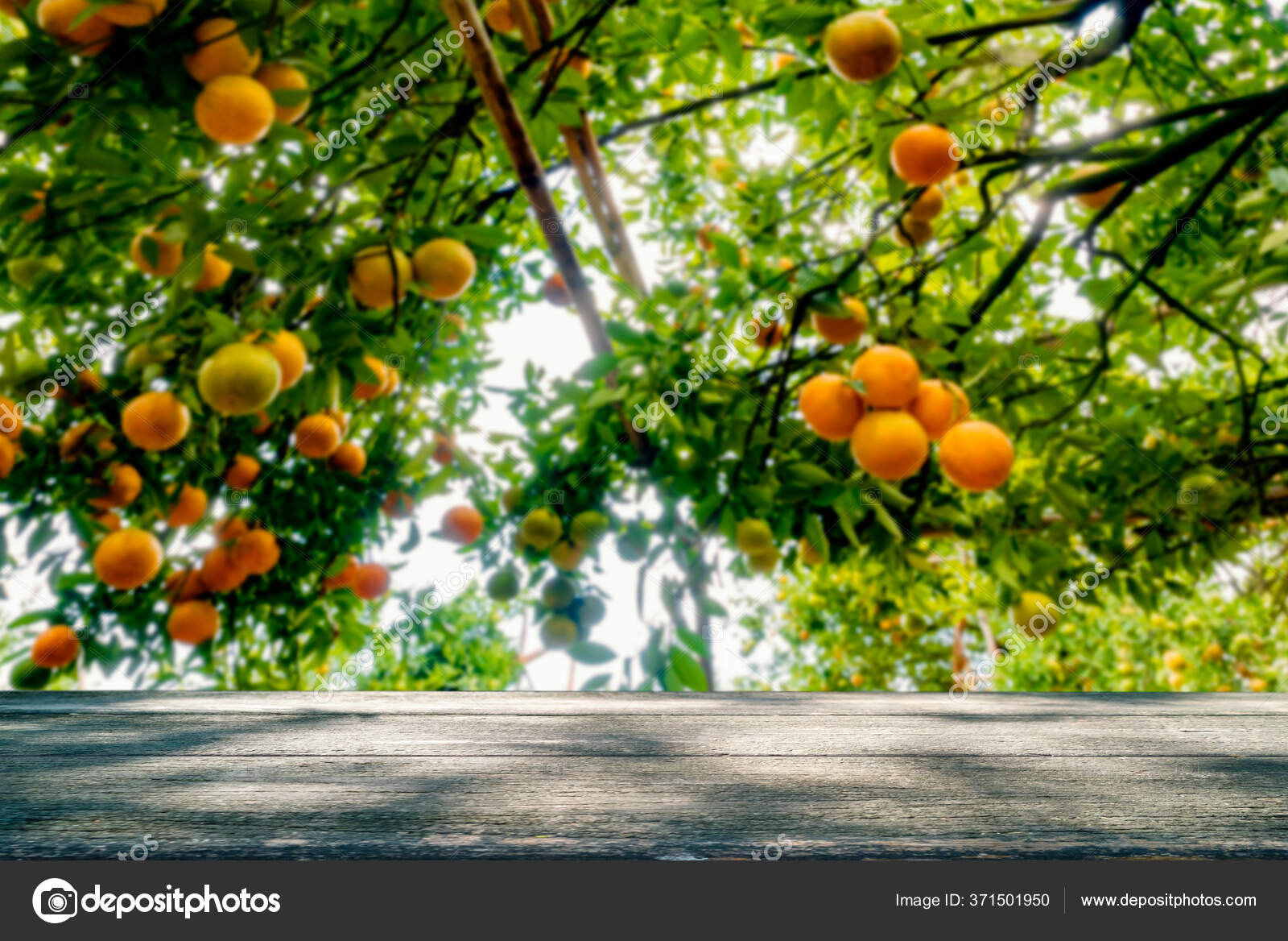 Orange Fruit Garden Wallpaper