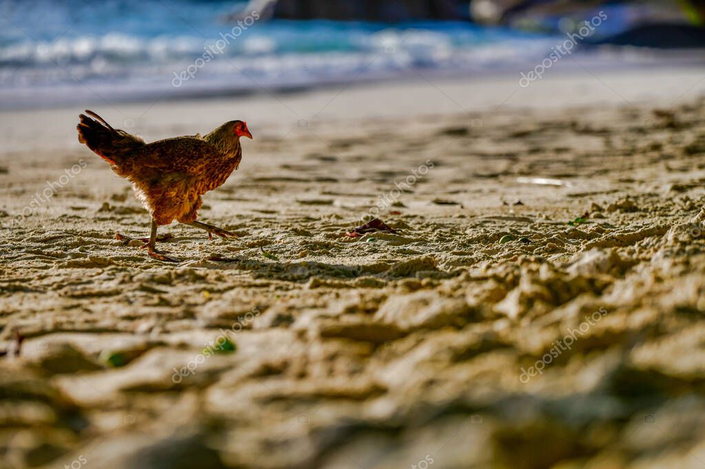 Pollo en la playa, Playa de Baie Lazare, Isla Mahe, Seychelles. 2022
