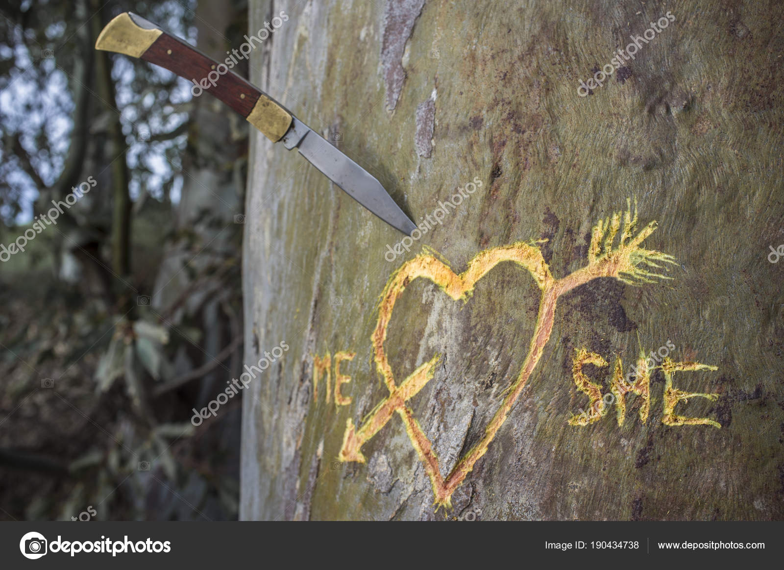 Heart Carved In Birch Tree
