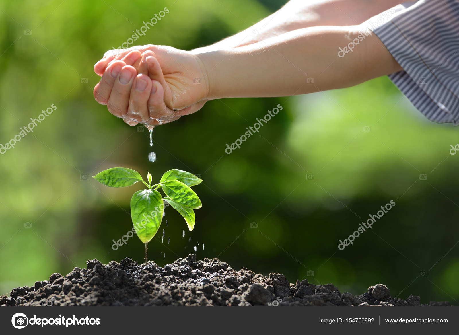 Plant In Two Hands