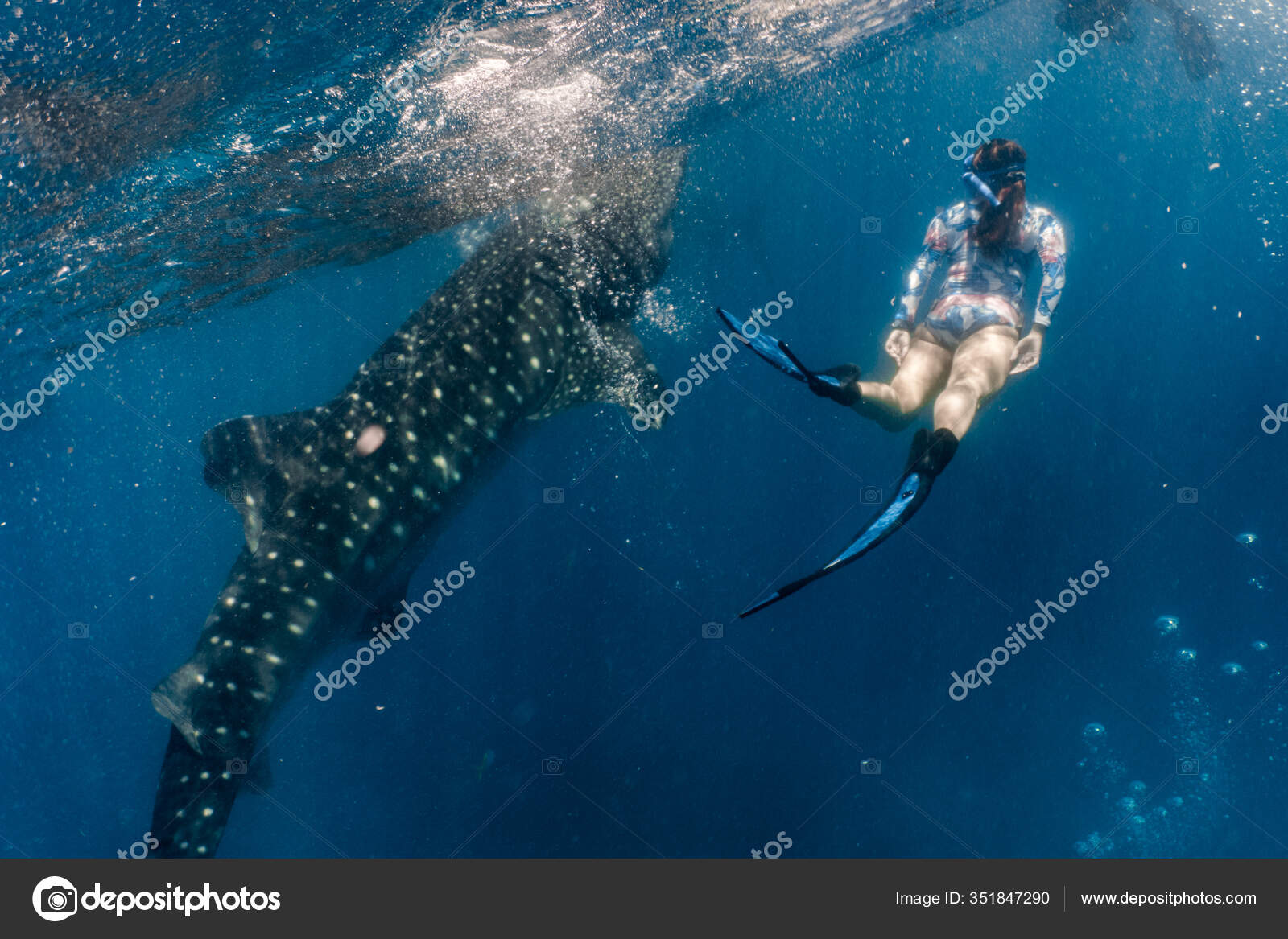 Whale shark diving oslob Stock Photo by ©badjaw 351847290