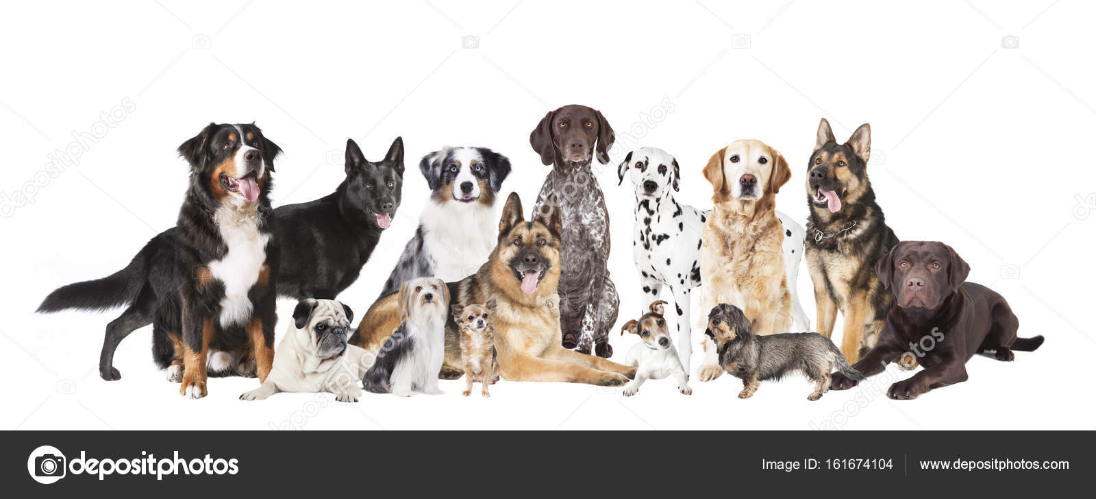 All dogs isolated — Stock Photo © Purple_Queue #161674104