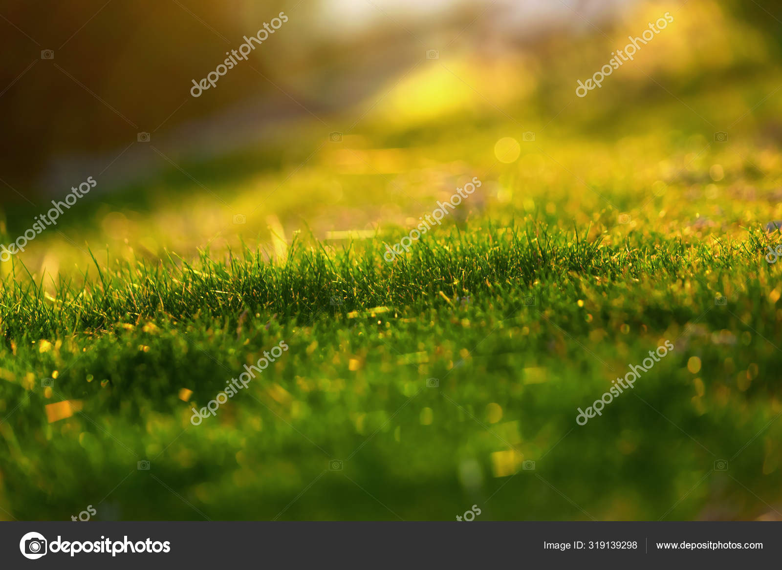Bright green grass low angle selective focus. Close up. Texture ...