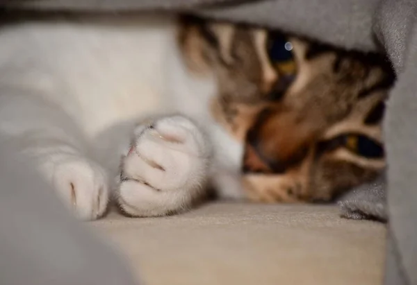 Cute sleepy kitty resting under blanket on sofa at home - Stock Image ...