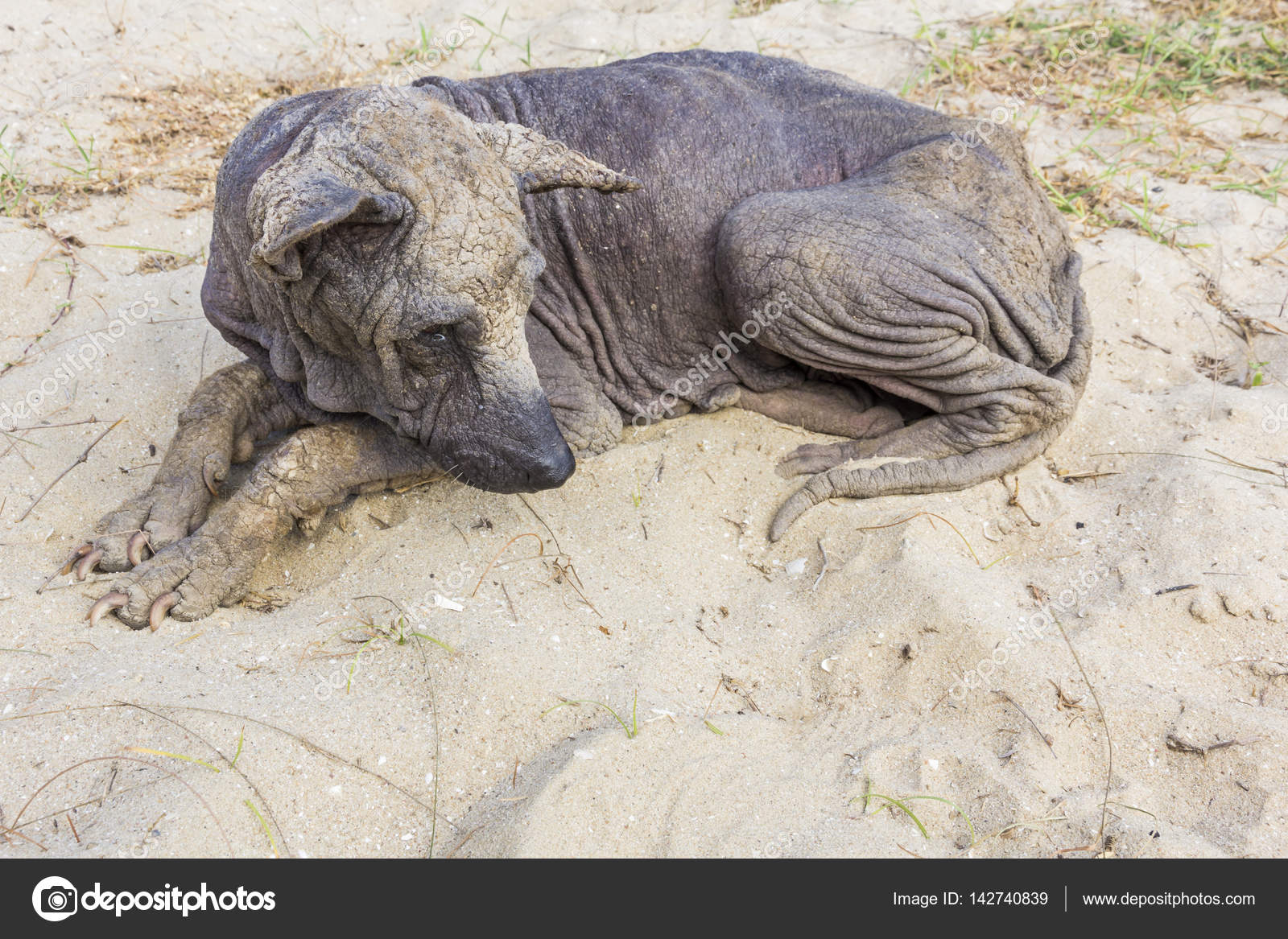 Can You Get Mange From A Dog