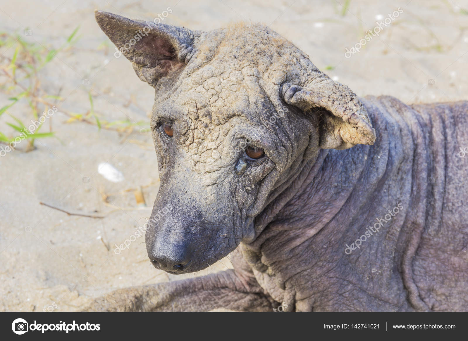 What Are The Symptoms Of Mange In Dogs