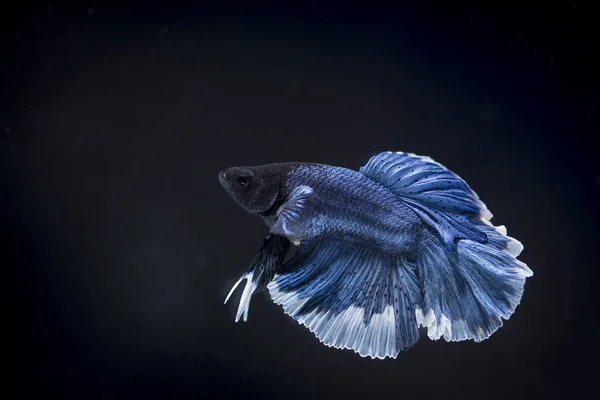 Luna fish Stock Photos, Royalty Free Luna fish Images | Depositphotos