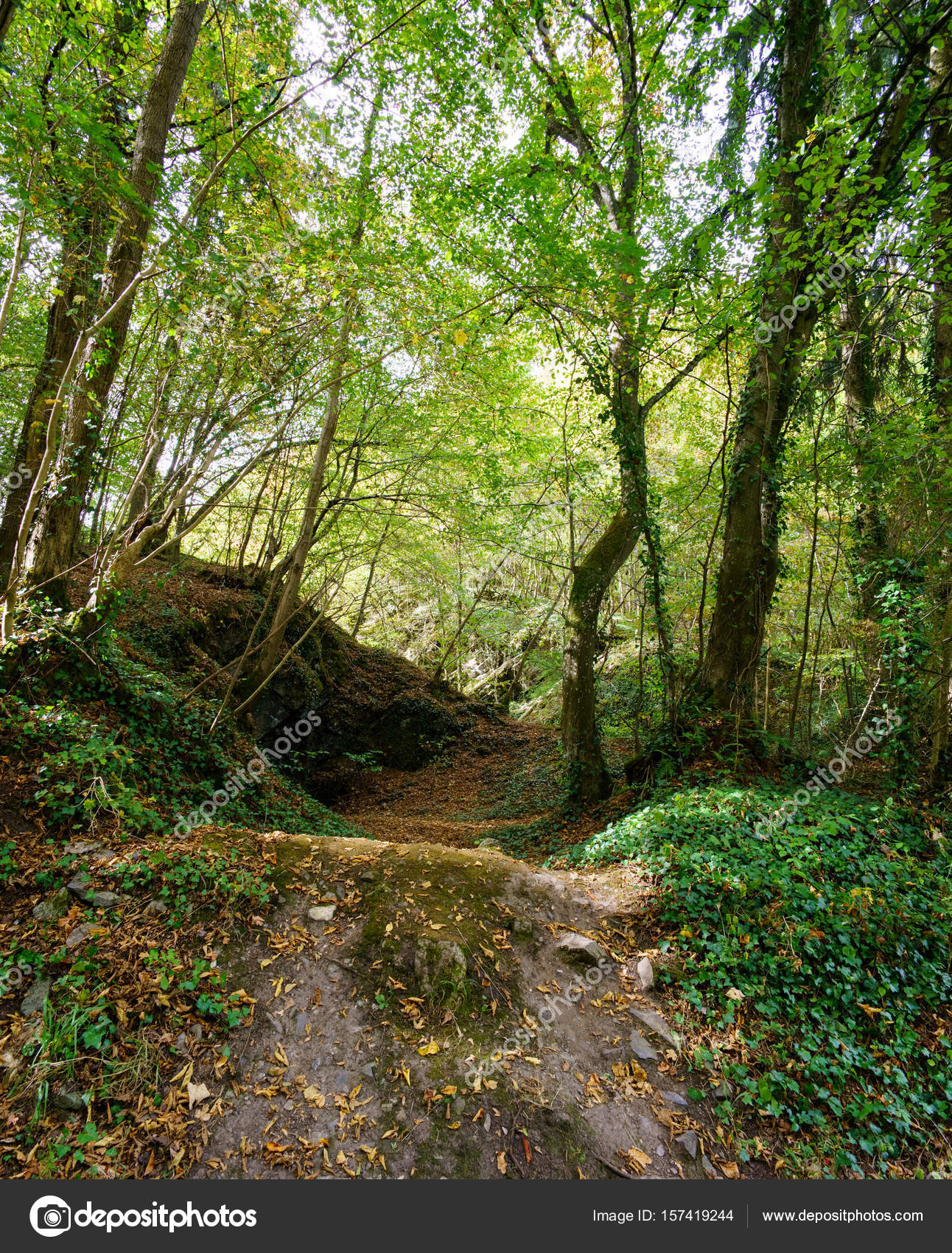 Dirt track running through lush forest with green trees — Stock Photo ...