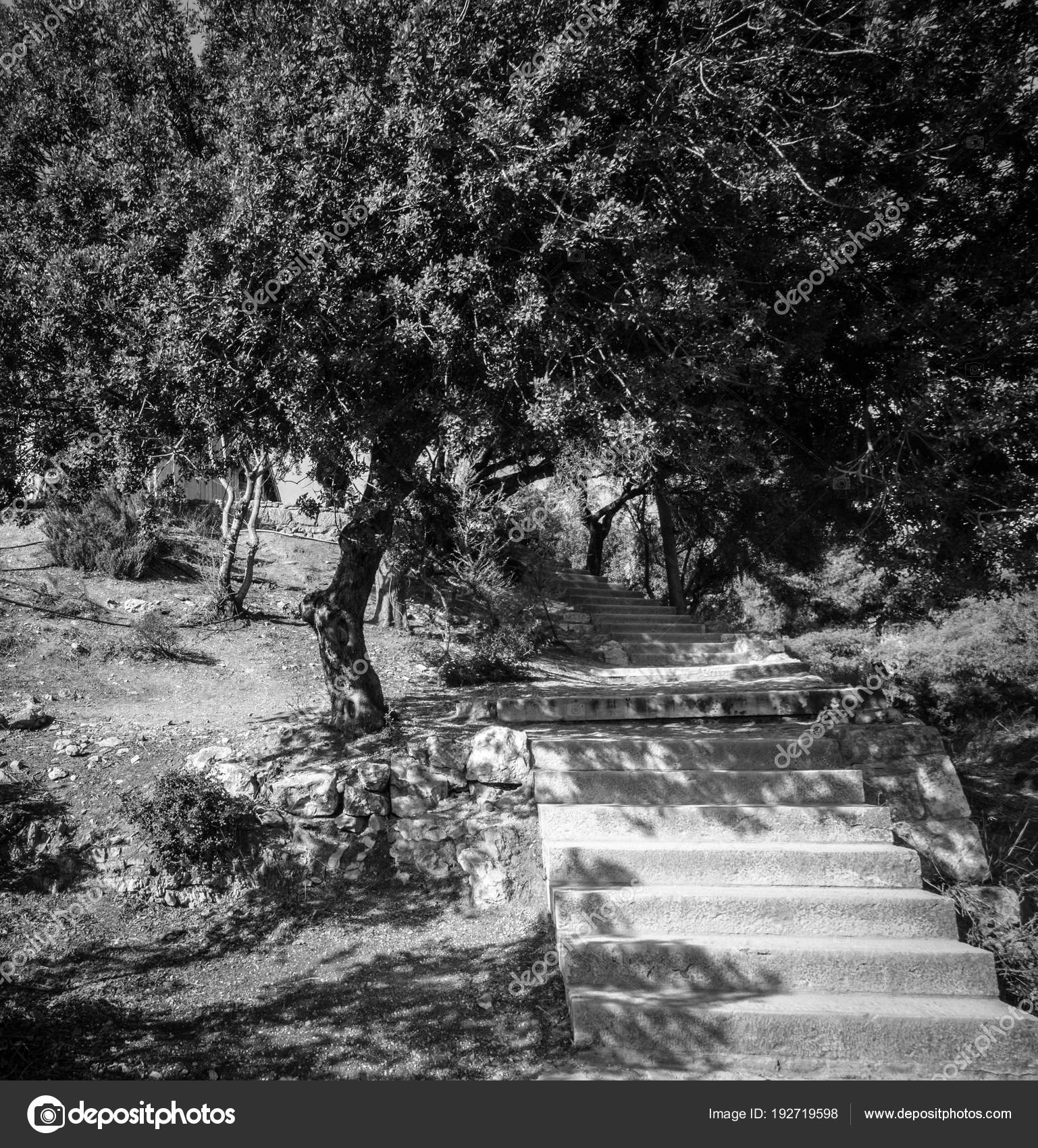 Stone Steps Trees Garden Athens Greece Stock Photo by ©Bruno135 192719598