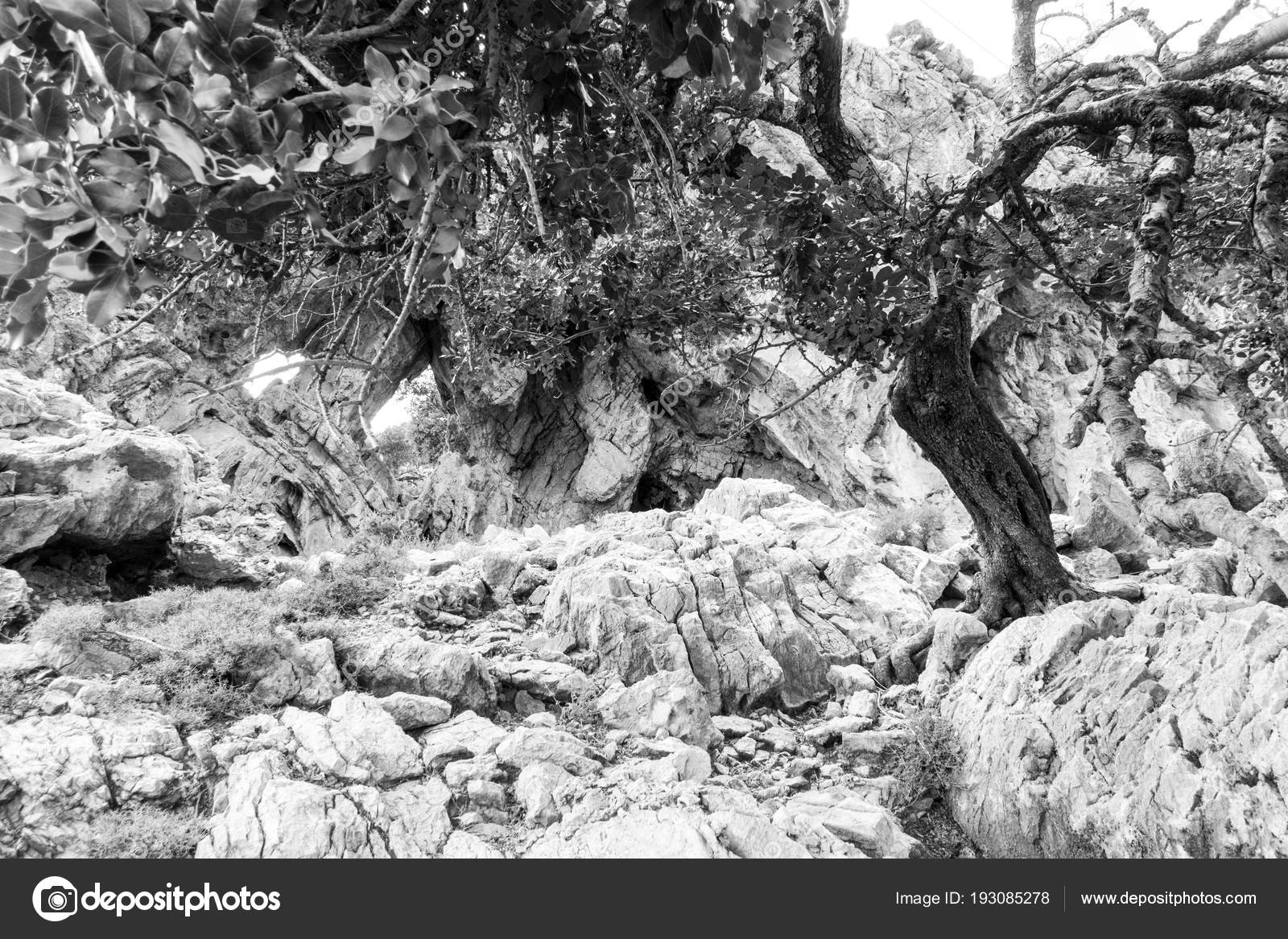 Withered Tree Rocks Crete Greece — Stock Photo © Bruno135 #193085278