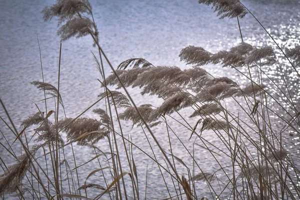 Phragmites australis Stock Photos, Royalty Free Phragmites australis ...