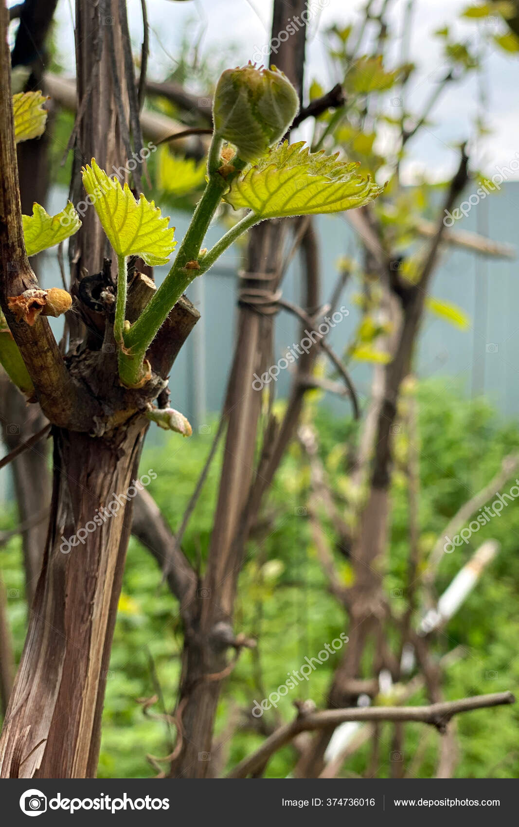 Grape Sprouts Young Inflorescence Grapes Vine Close Grape Vine Young ...
