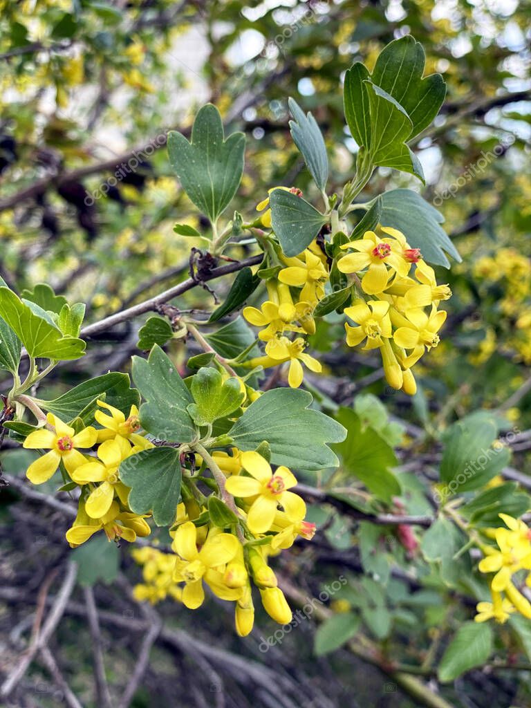 Grosella dorada. Hermosas flores amarillas y hojas verdes en un arbusto ...