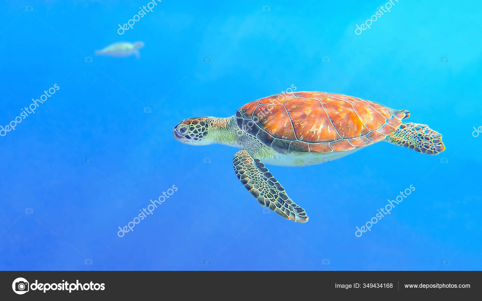 Sea Turtle Side View