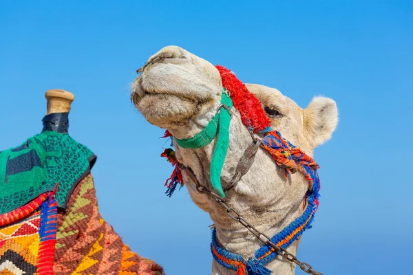 Camel doctor Stock Photos, Royalty Free Camel doctor Images | Depositphotos