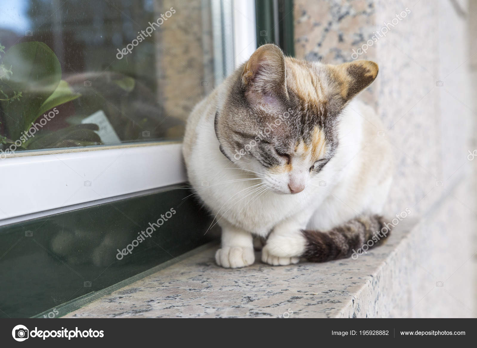 White Cat Next Window House North Portugal — Stock Photo ...