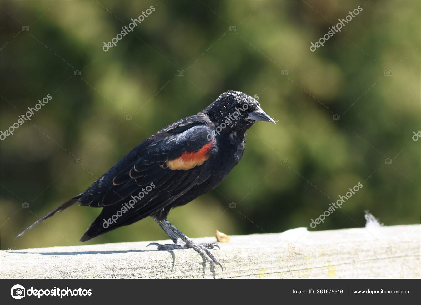 George Reifel Migratory Bird Sanctuary Less One Hour's Drive City ...