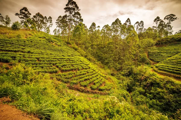 Sri Lanka: famous Ceylon highland tea fields Stock Photo by ©Krivis ...