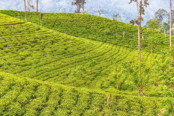 Sri Lanka: famous Ceylon highland tea fields Stock Photo by ©Krivis ...