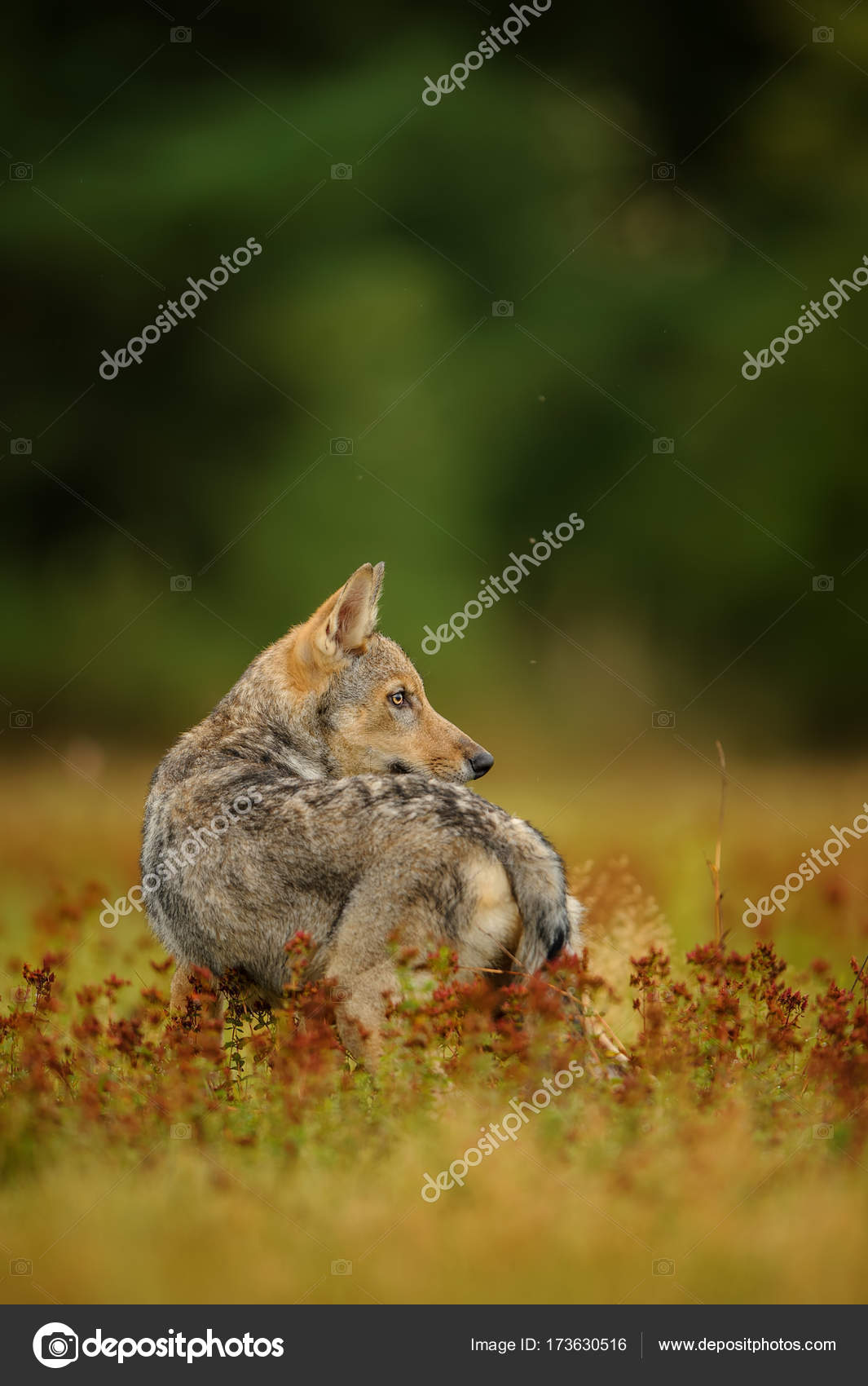Wolf looking back in yellow grass Stock Photo by ©duben 173630516