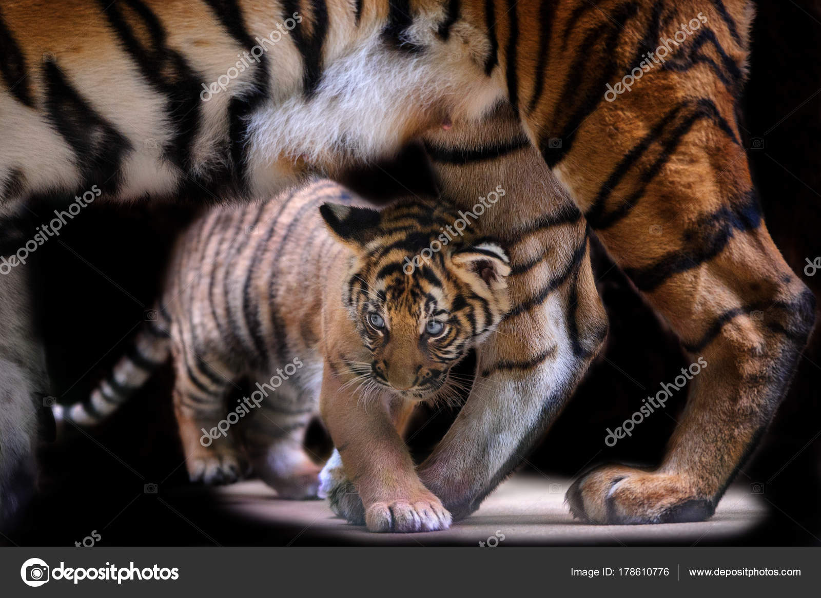 Tiger Cub Body