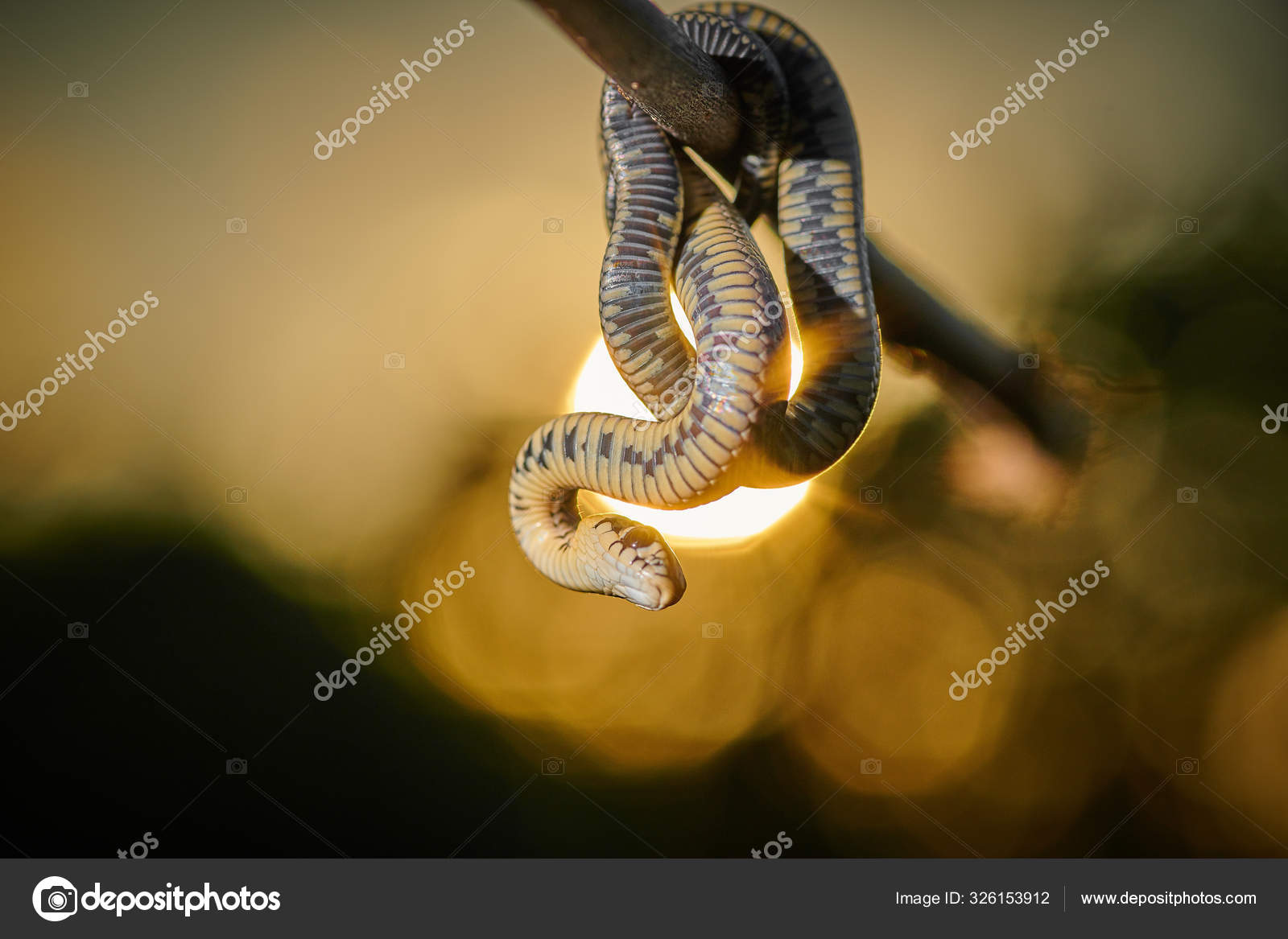 Black young small snake viper python natrix hanging on a branch — Stock ...