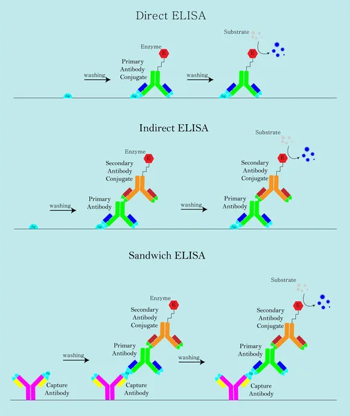 Competitive Elisa Animation