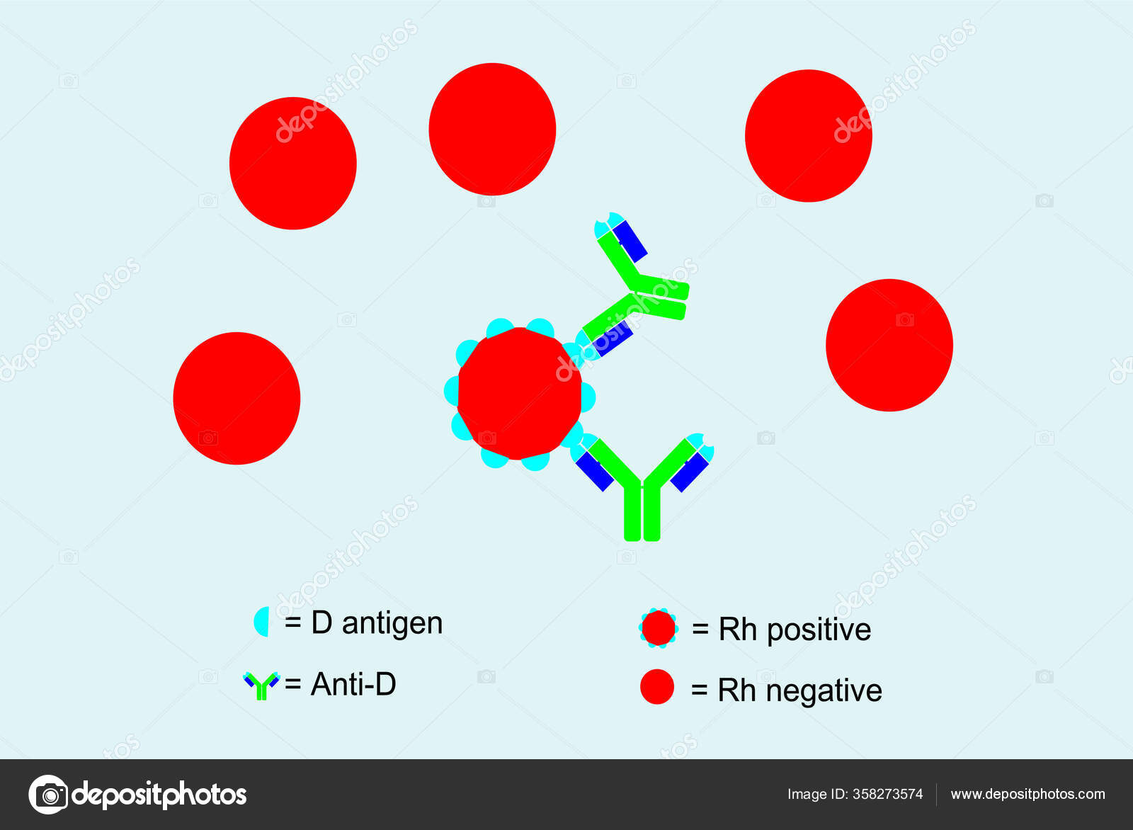 Binding Antigen Binding Negative Blood Blood System Stock Vector by ...