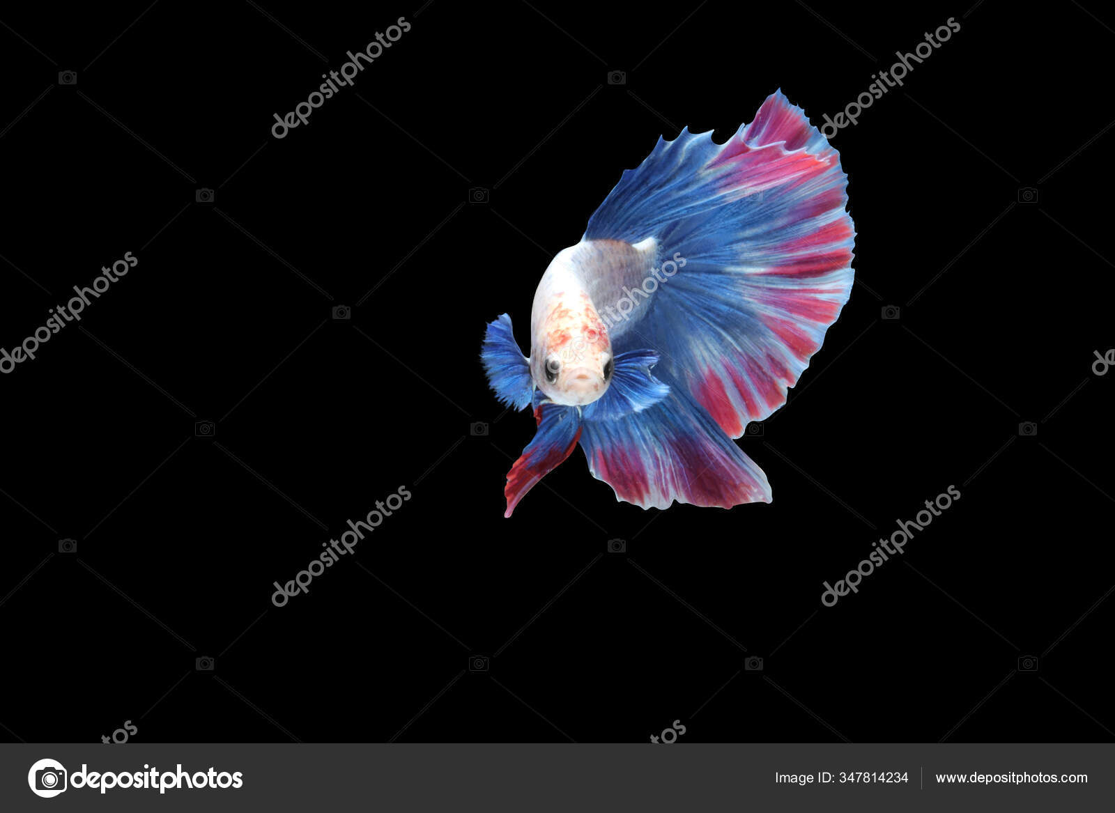 Half Moon Fighter Fish Wallpaper
