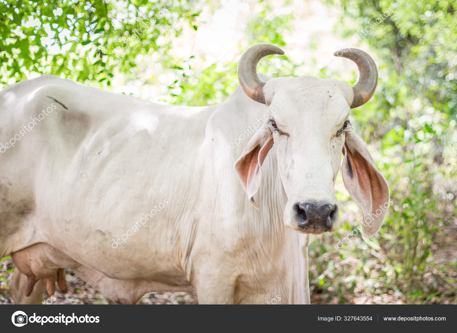 American Brahman cattle in abundant natural farms Stock Photo by ...