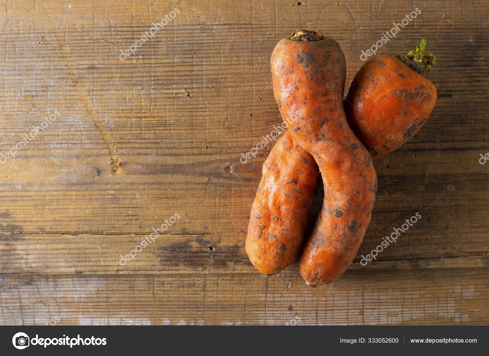 Two curved ugly carrots with pieces of soil on brown old wooden ...