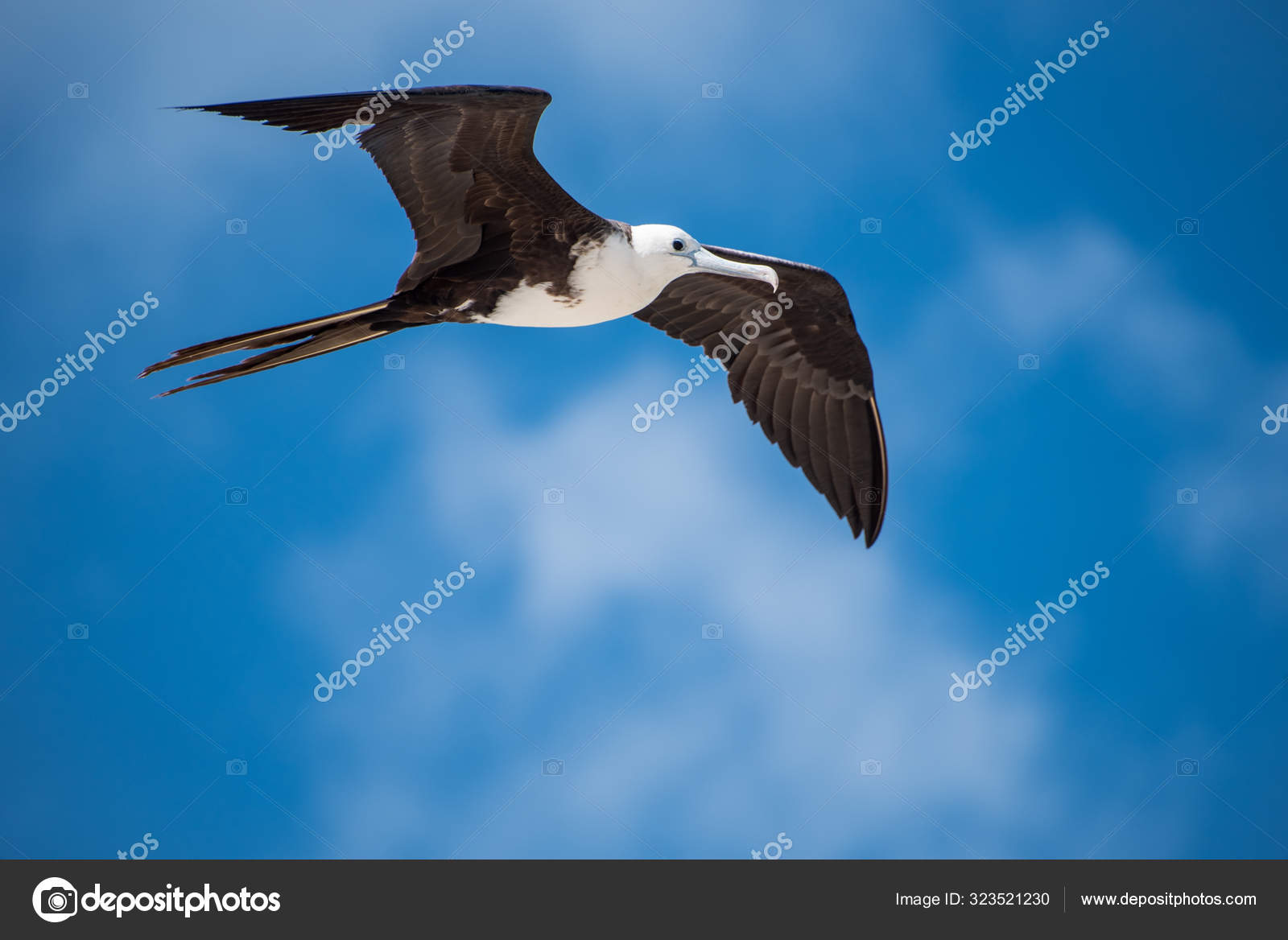 Bird Flying Tulum Riviera Maya Mexico Stock Photo by ©arturovereaphoto ...